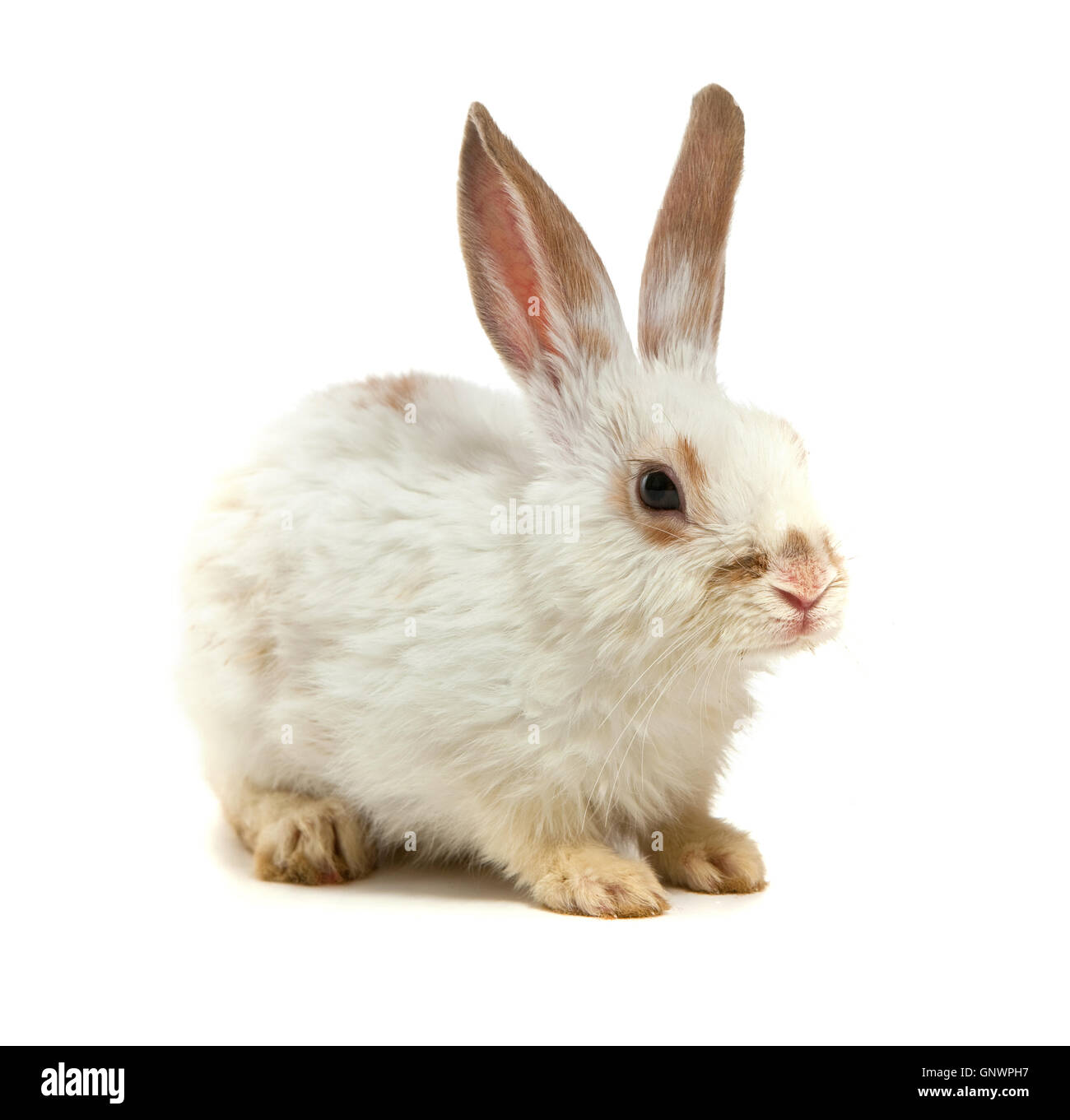 White rabbit easter Cut Out Stock Images & Pictures - Alamy