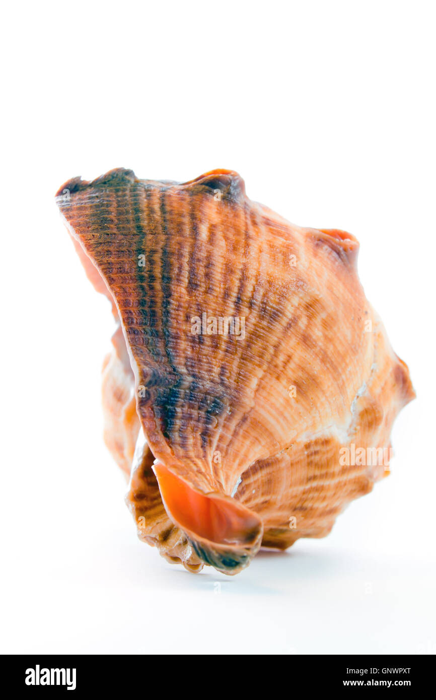 Seashell texture Cut Out Stock Images & Pictures - Alamy