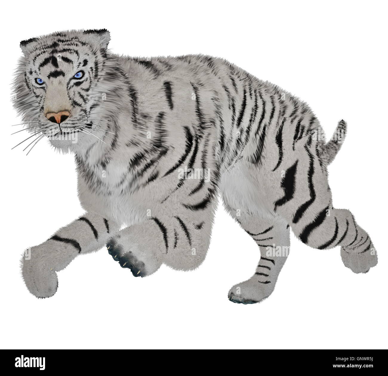 White tiger running Stock Photo - Alamy