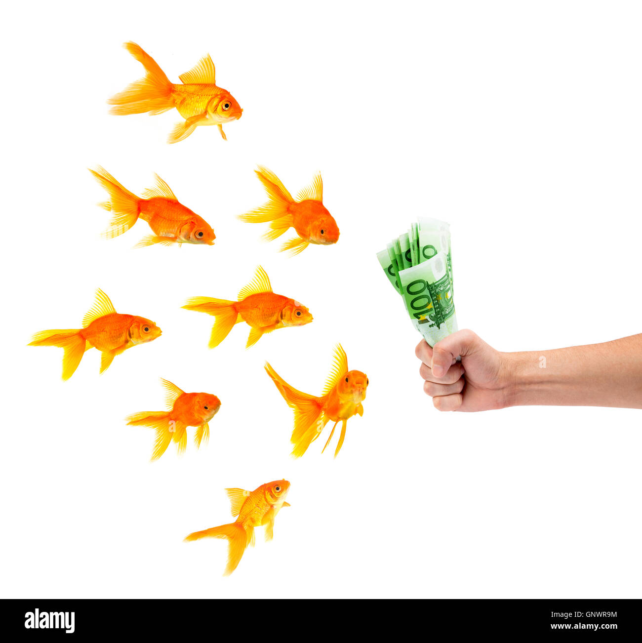Goldfish with money Stock Photo - Alamy