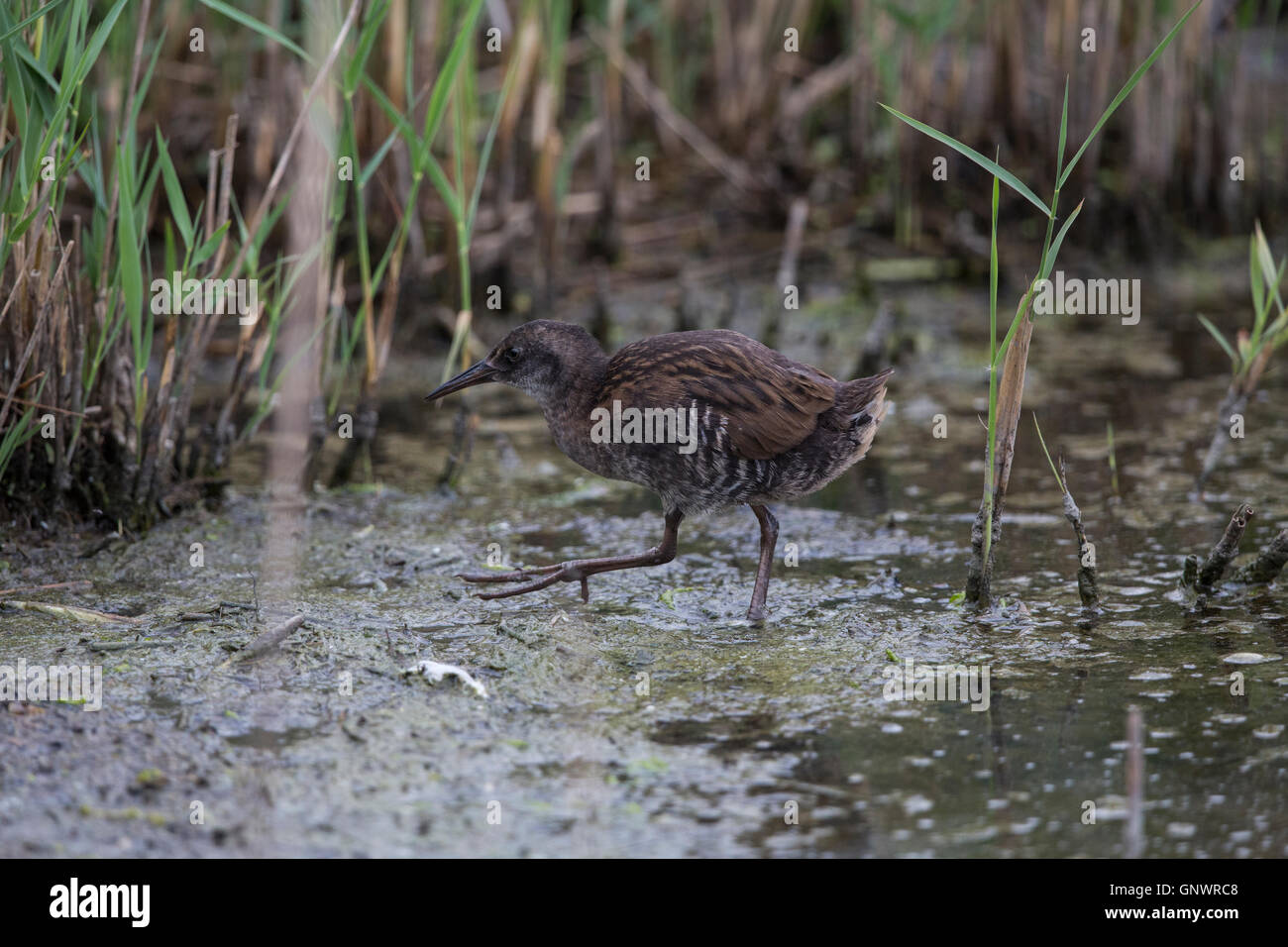 Water rail bird hi-res stock photography and images - Alamy