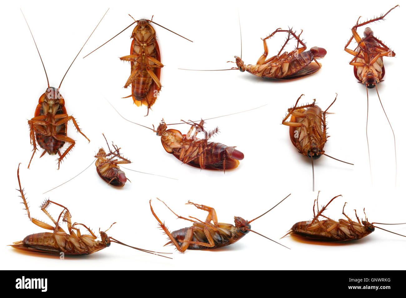 Body of animal Cut Out Stock Images & Pictures - Alamy