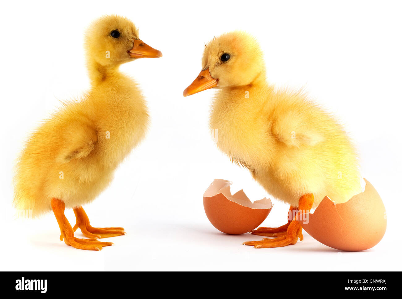 Two yellow small duck Stock Photo - Alamy