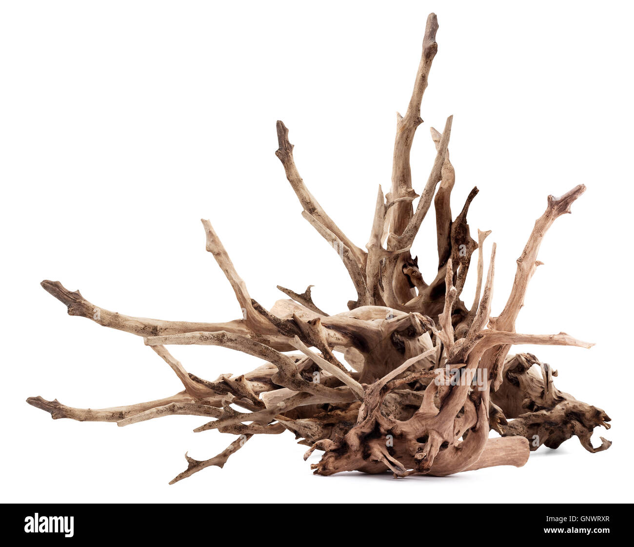 Dead nature Cut Out Stock Images & Pictures - Alamy