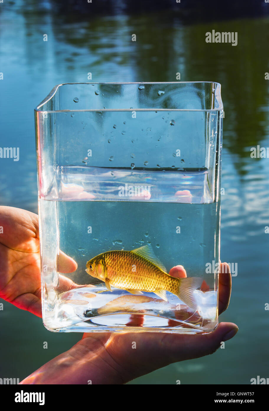 Small fish in a glass jar on the background of lake Stock Photo - Alamy