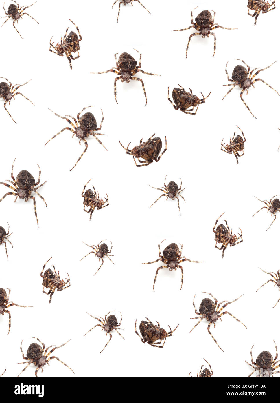 Spiders in hair hi-res stock photography and images - Alamy