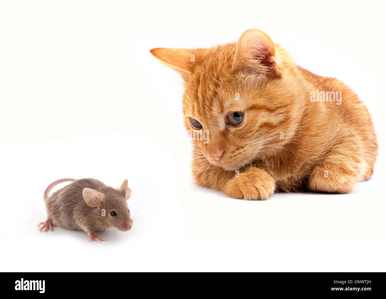 Mouse and cat Stock Photo - Alamy