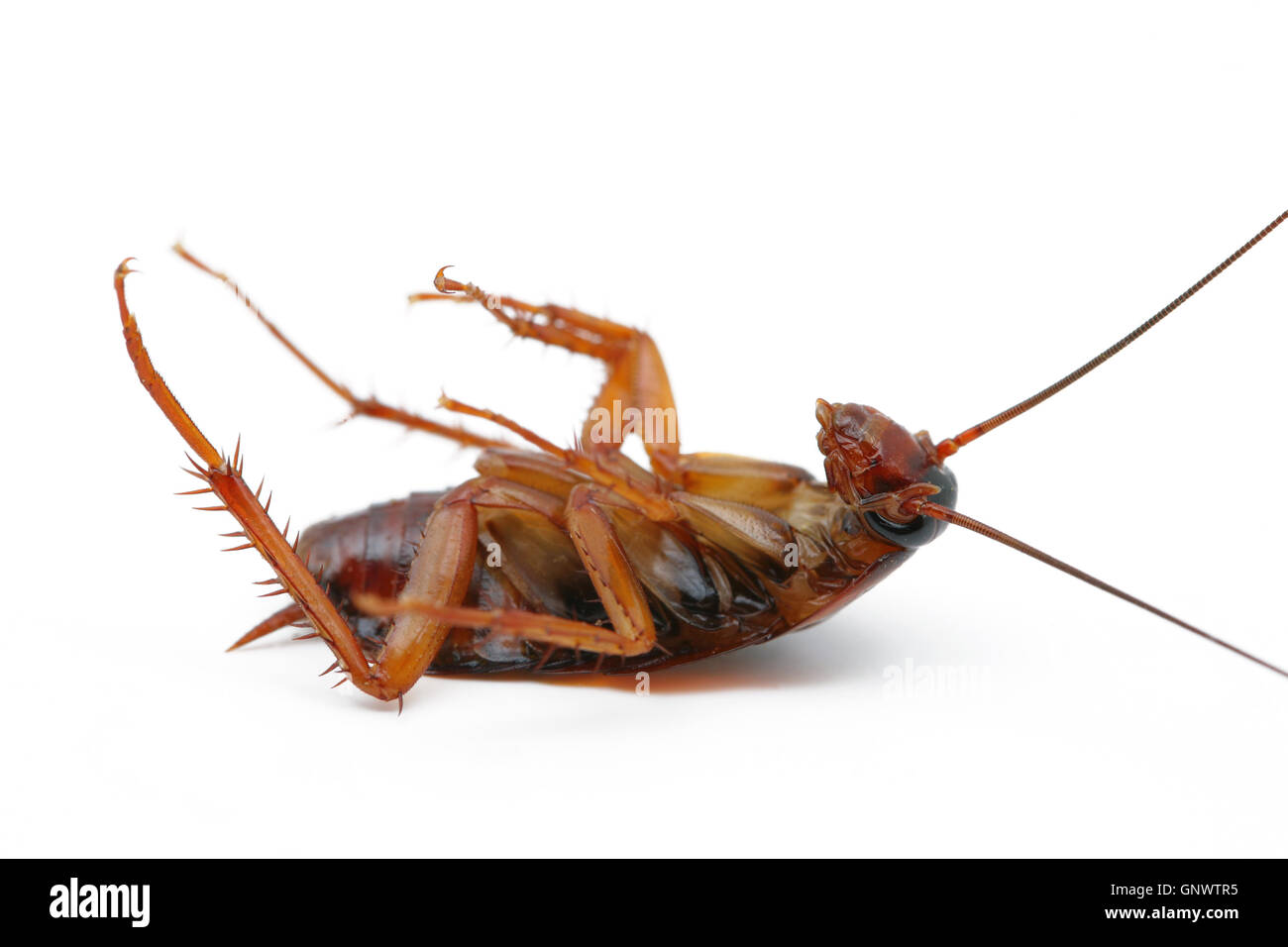Cockroach Image High Resolution Stock Photography and Images - Alamy