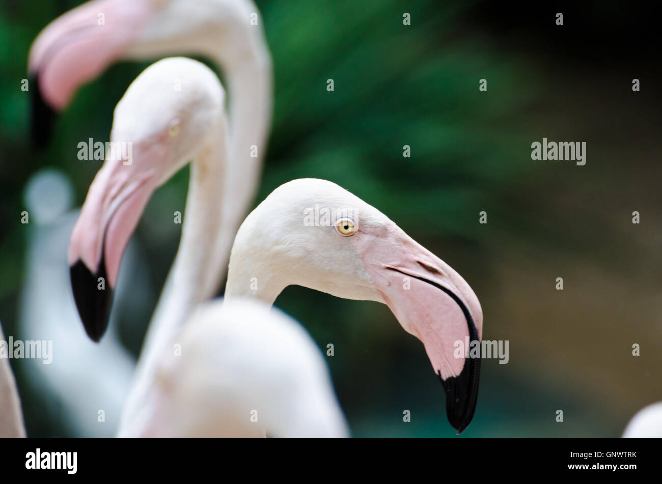 Greater flamingo looking at camera hi-res stock photography and images ...
