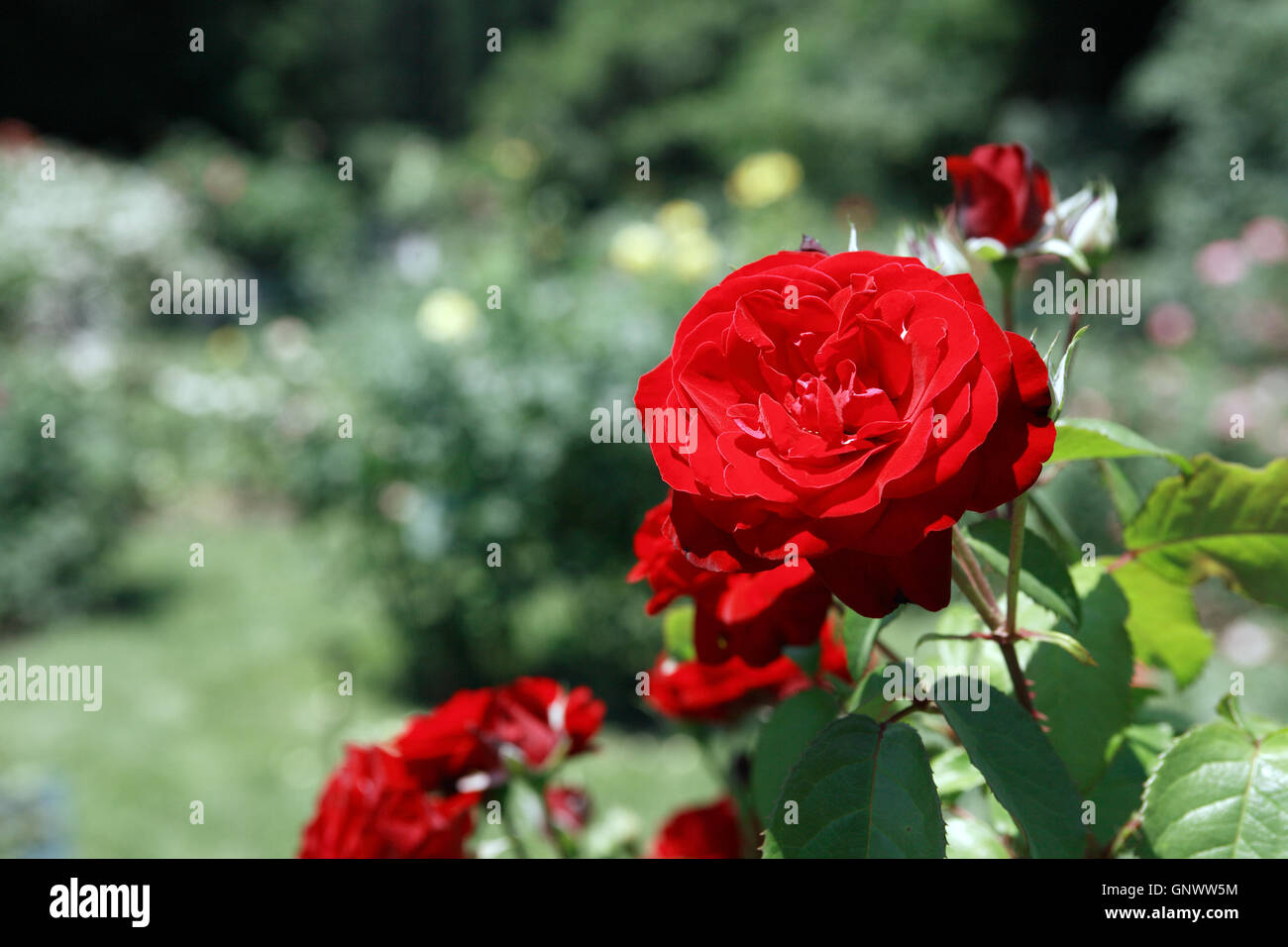Roses In Park Stock Photo - Alamy