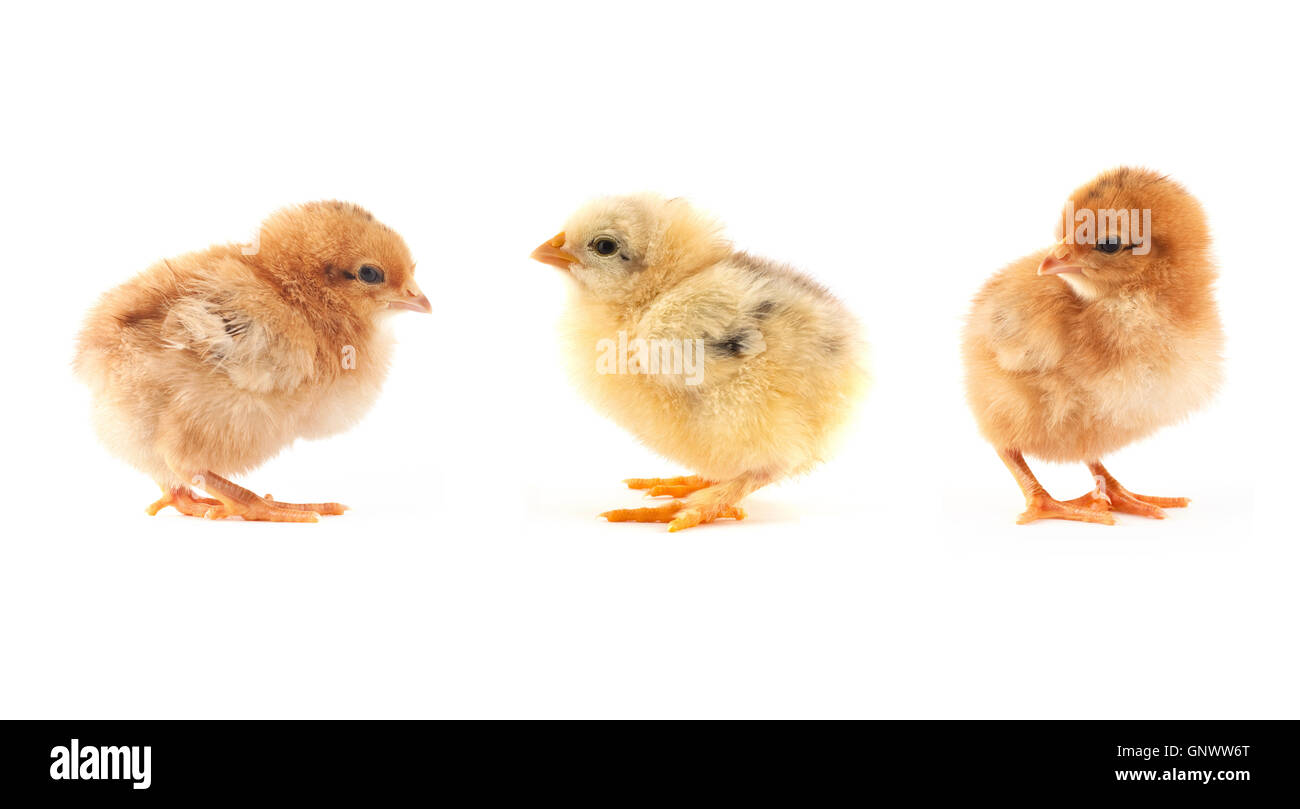 The yellow small chick Stock Photo - Alamy