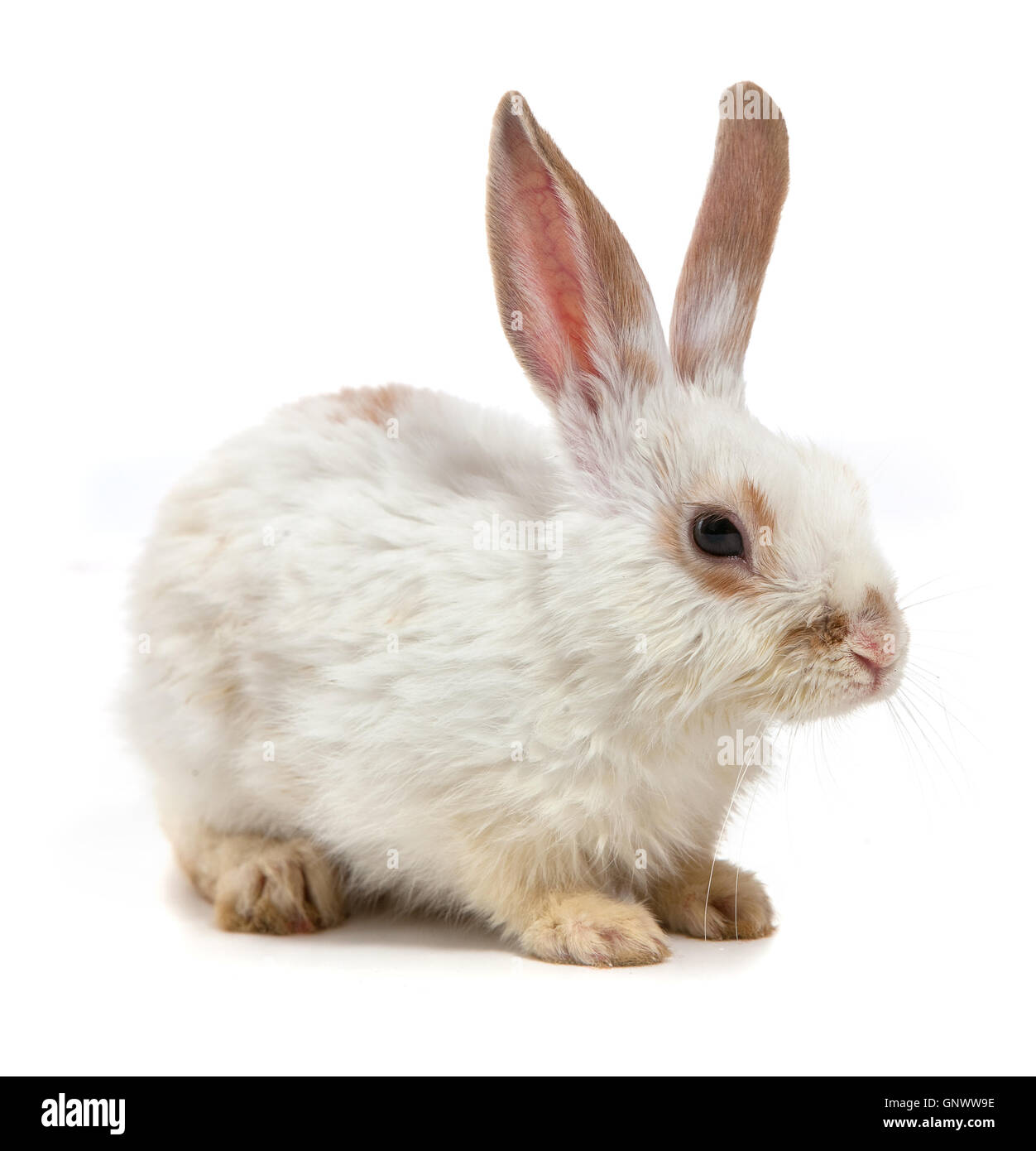 White small rabbit Stock Photo - Alamy