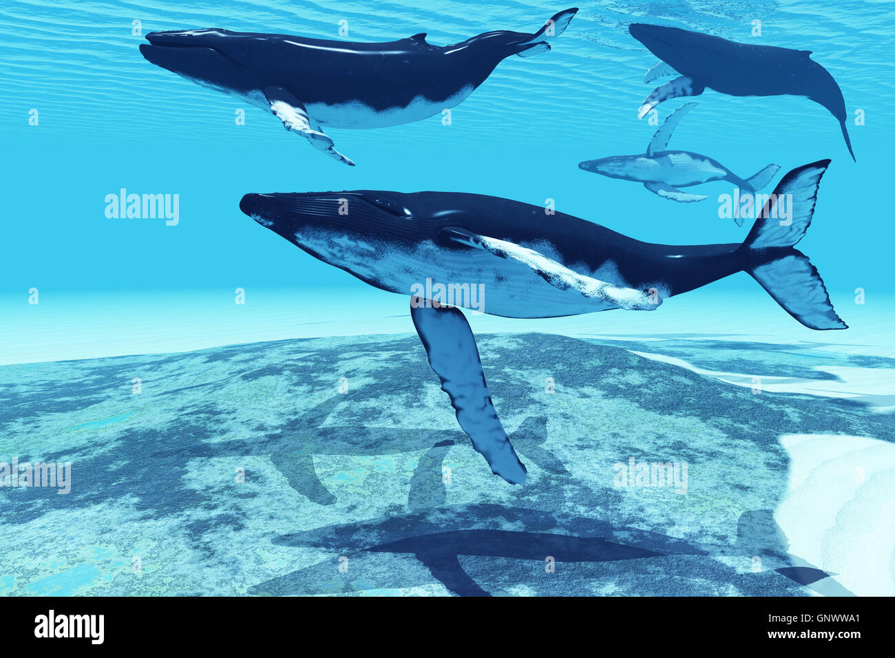 Cow whale hi-res stock photography and images - Alamy