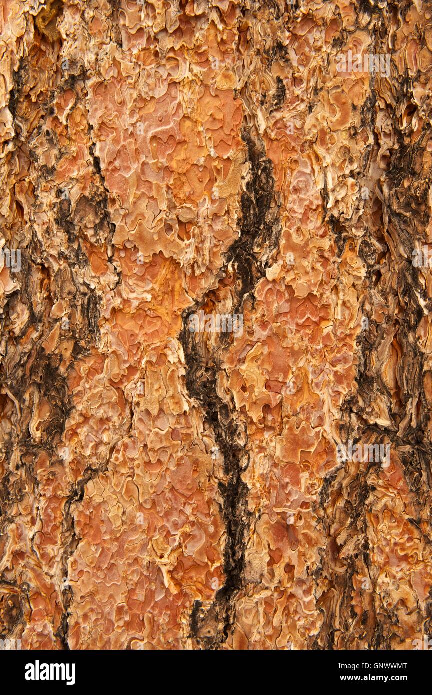 Ponderosa Pine Bark Stock Photo - Alamy