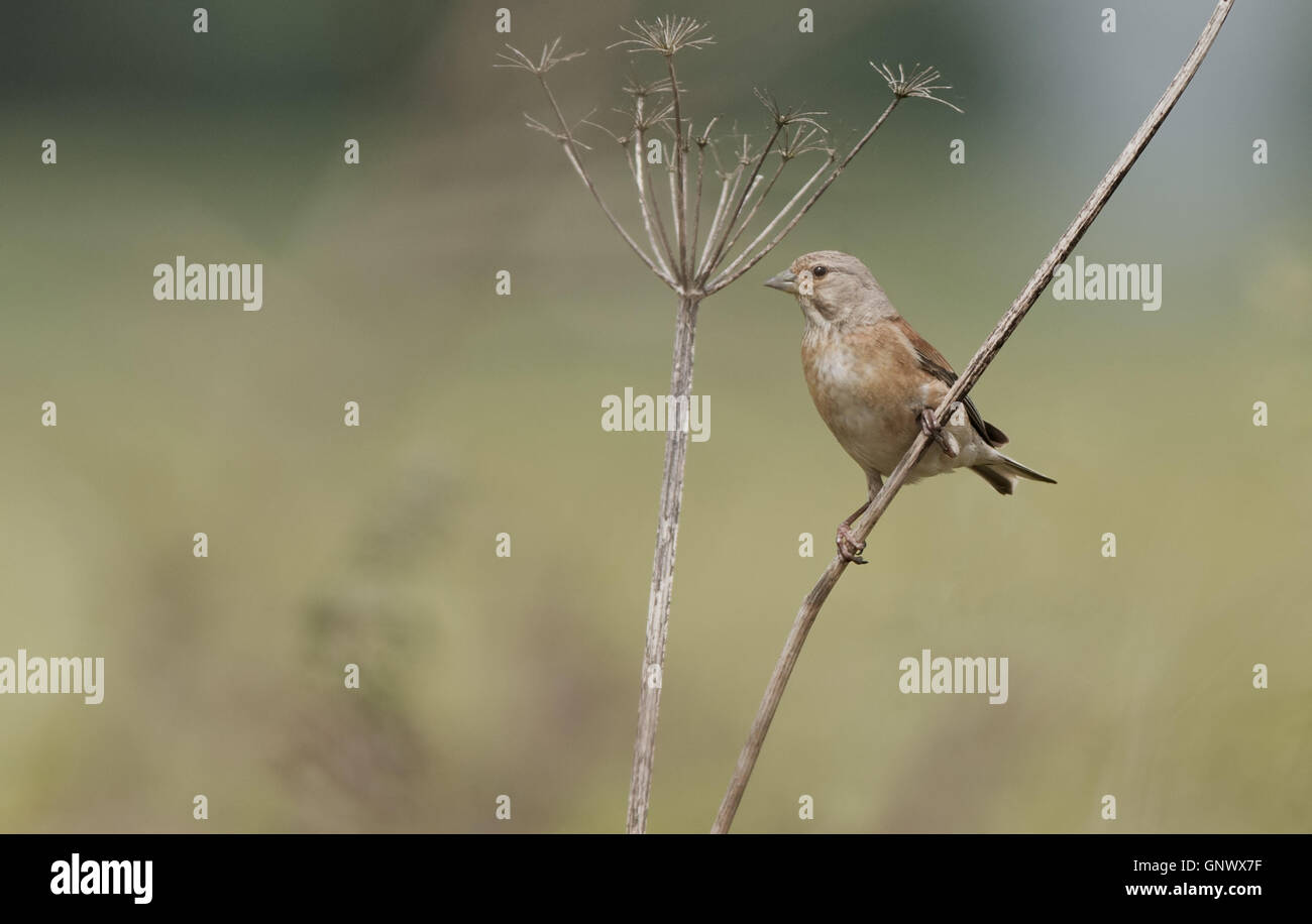 Male linnet uk hi-res stock photography and images - Alamy