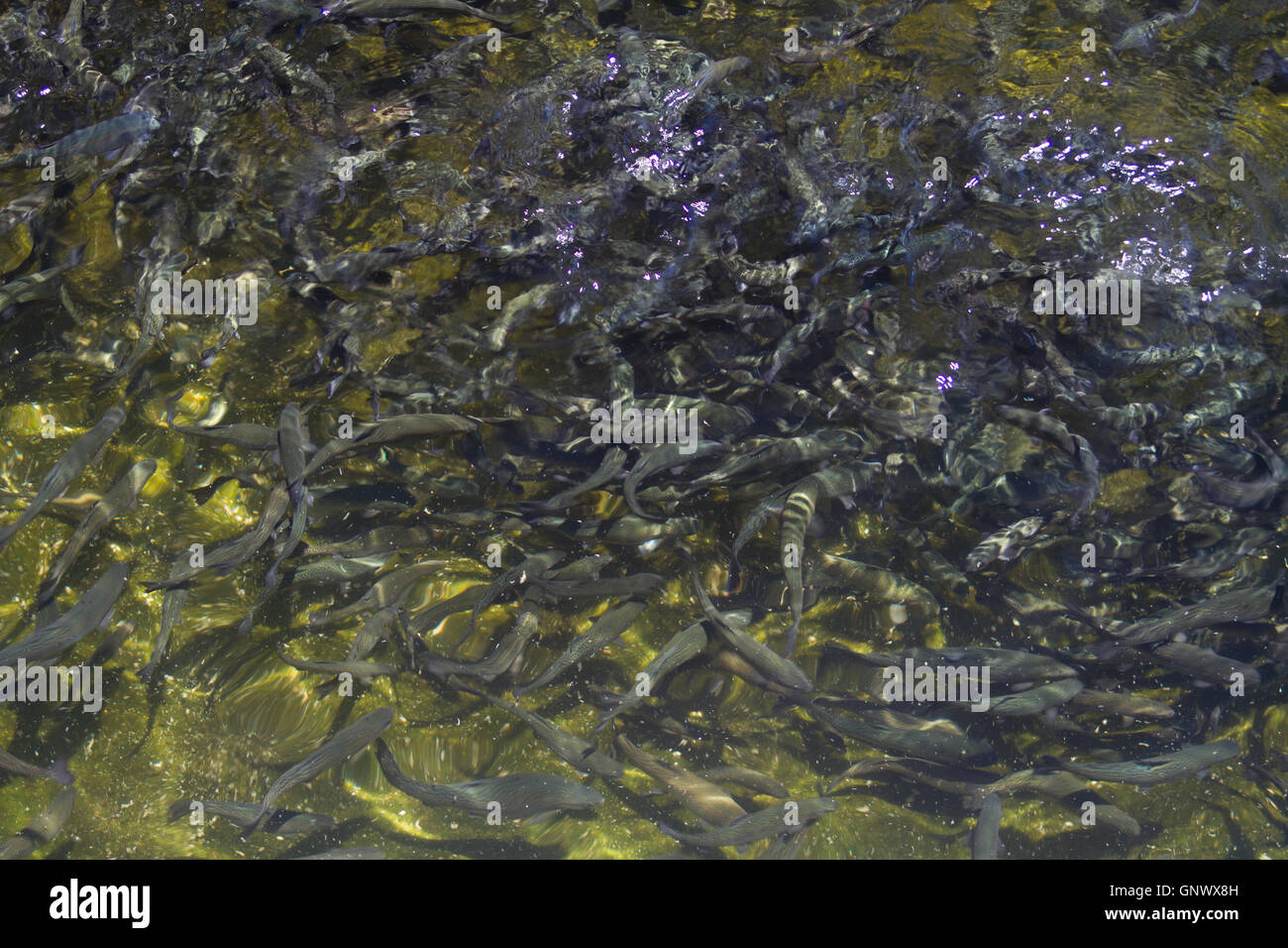 Farm raised trout hi-res stock photography and images - Alamy