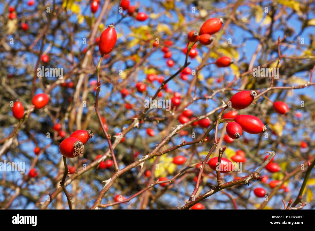 Rose hips plant hi-res stock photography and images - Alamy