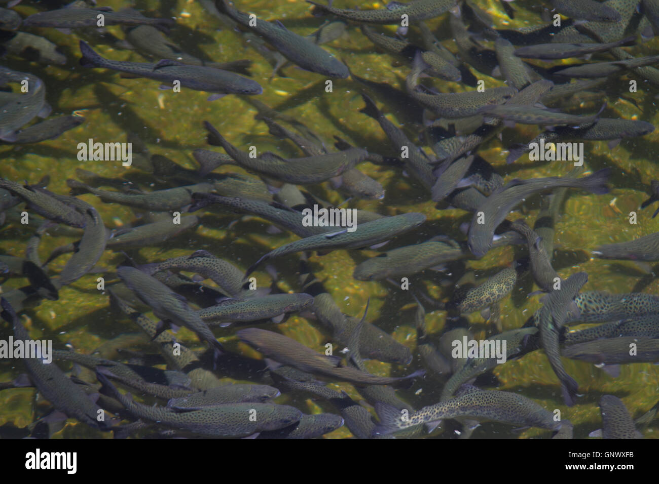 Farm raised trout hi-res stock photography and images - Alamy