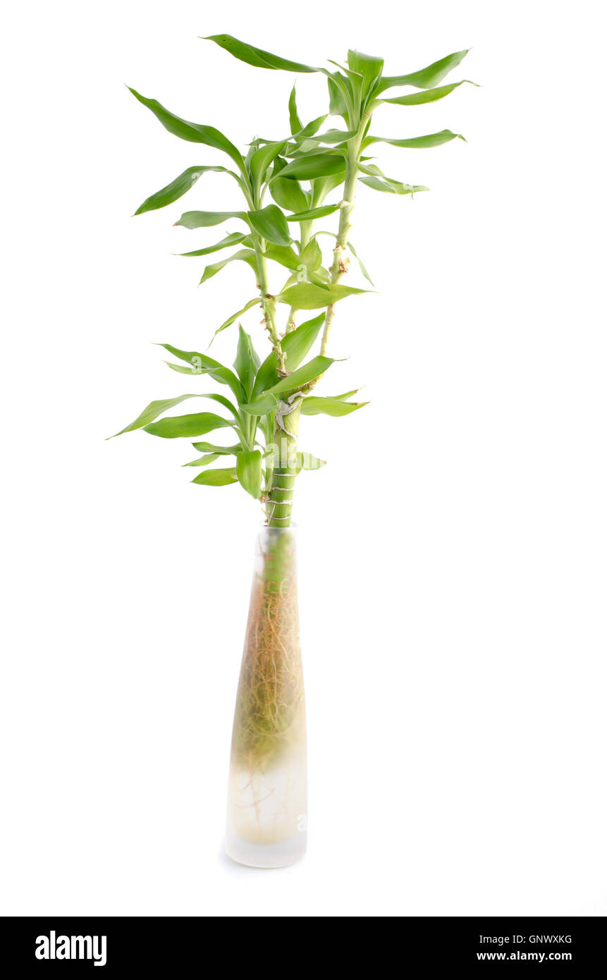 isolated bamboo with white background Stock Photo - Alamy