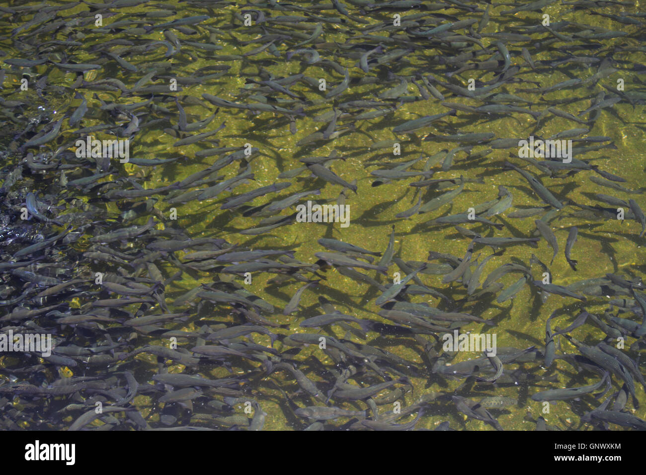 Farm raised trout hi-res stock photography and images - Alamy