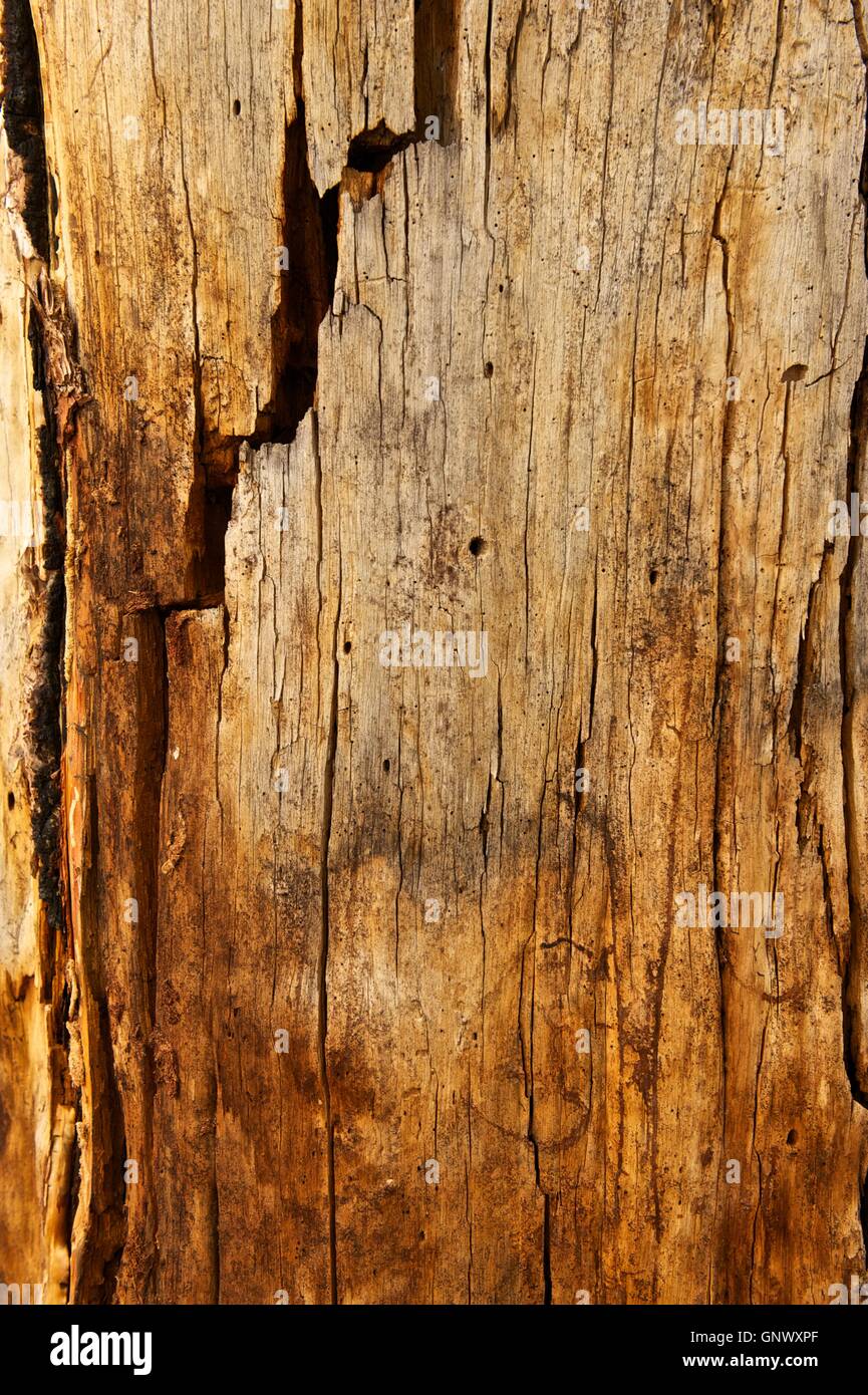 Tree Trunk With Cracks and Holes Stock Photo - Alamy