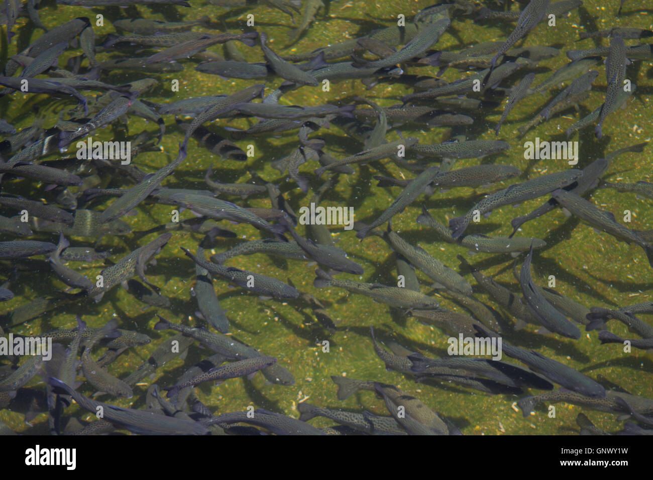 Farm raised trout hi-res stock photography and images - Alamy
