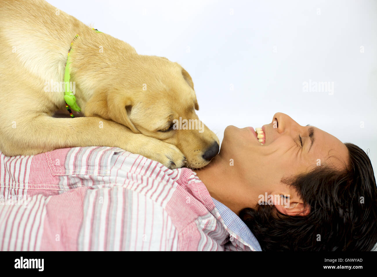 Labrador dog kissing his owner Stock Photo - Alamy