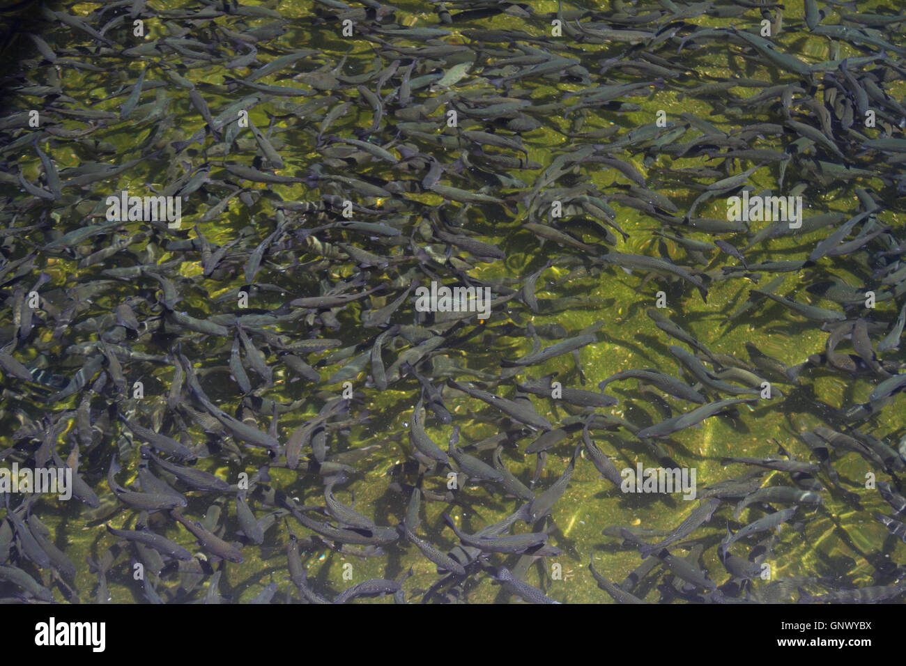 Farm raised trout hi-res stock photography and images - Alamy