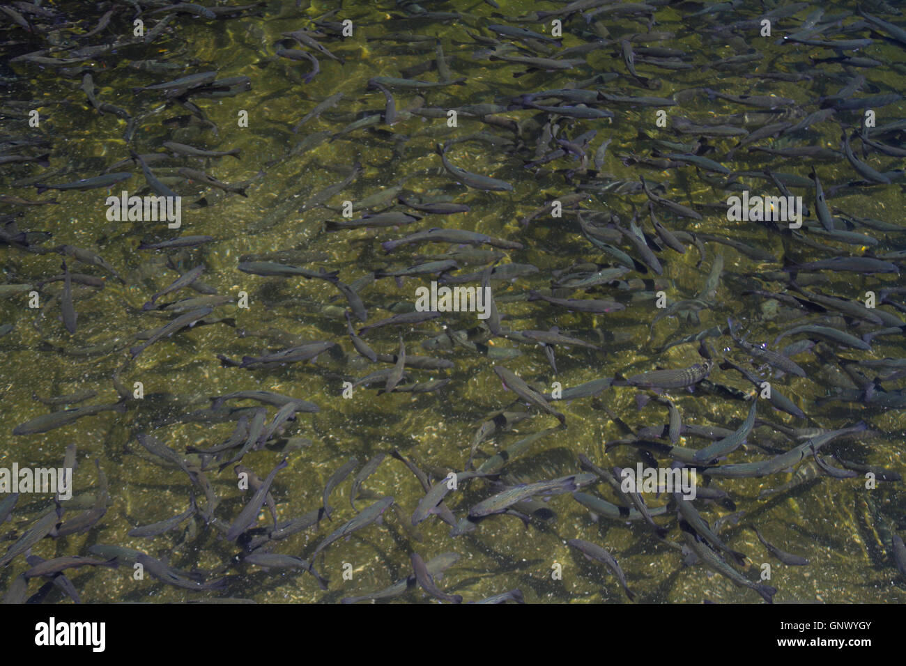 Far famed hi-res stock photography and images - Alamy