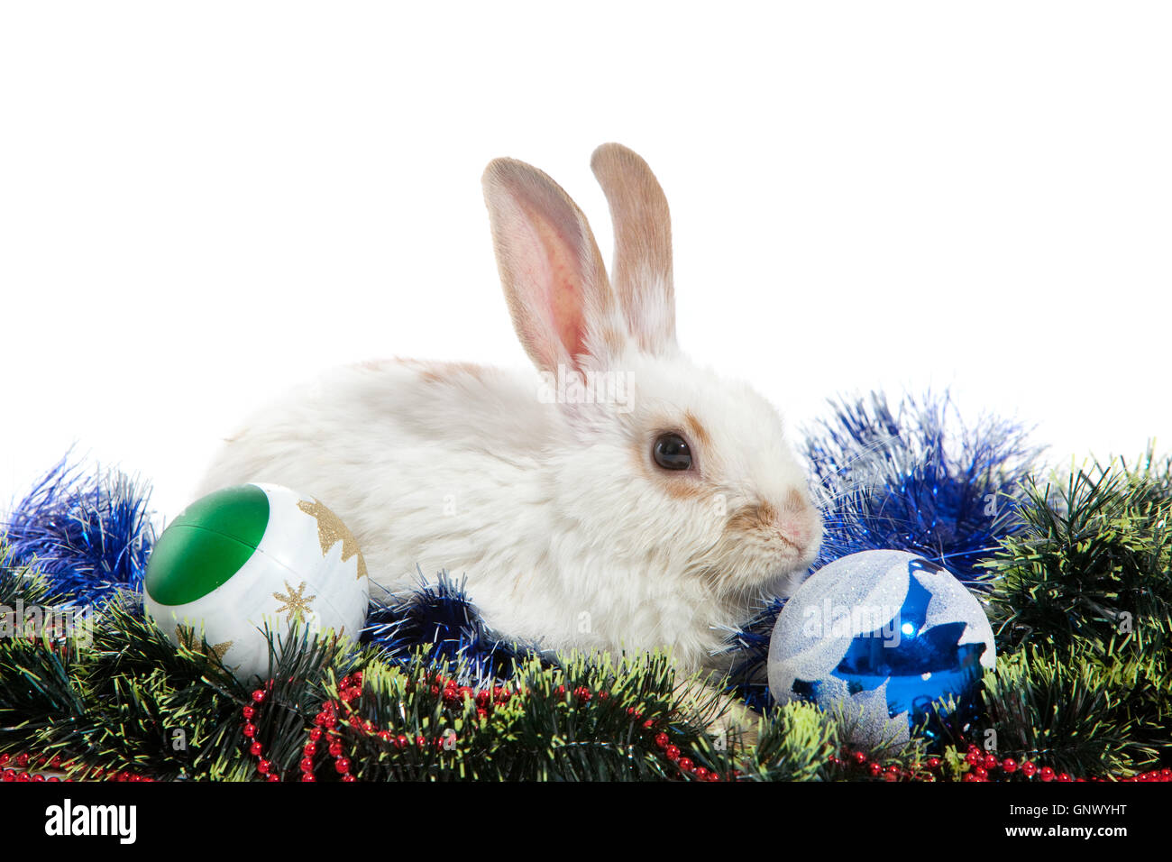 The rabbit in the yellow Stock Photo - Alamy