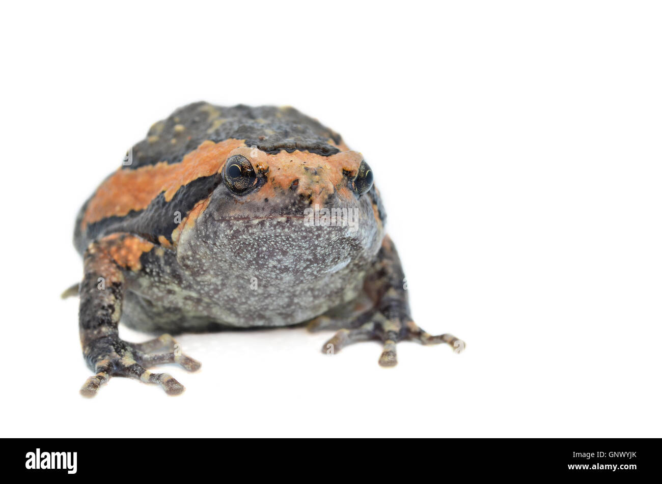 Toad image hi-res stock photography and images - Alamy