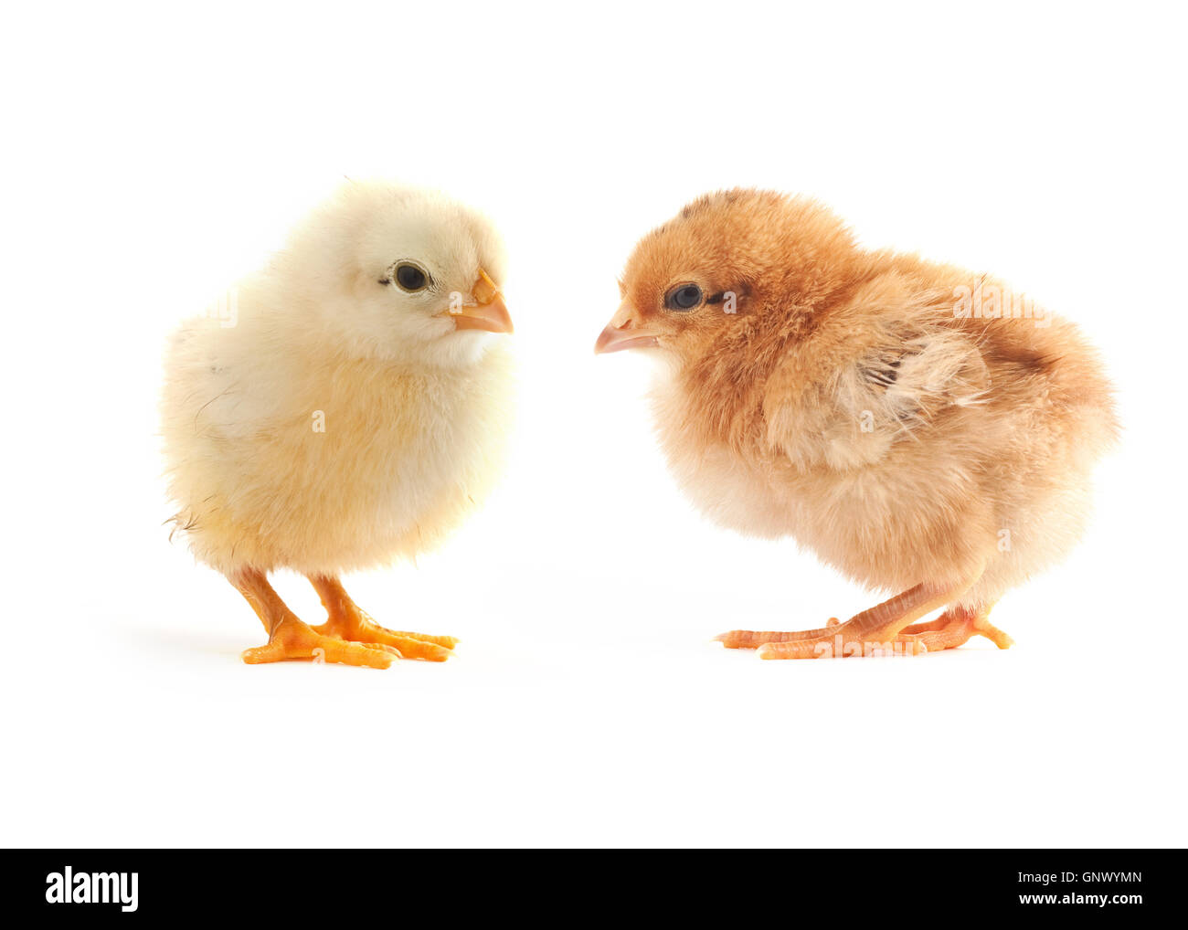 The yellow small chick Stock Photo - Alamy