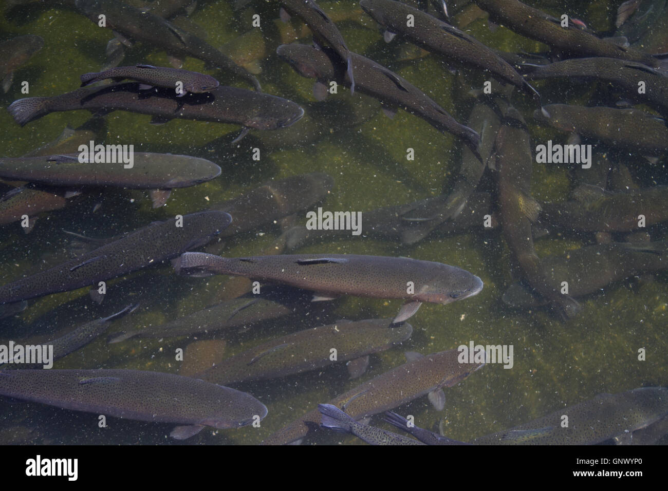 Farm raised trout hi-res stock photography and images - Alamy