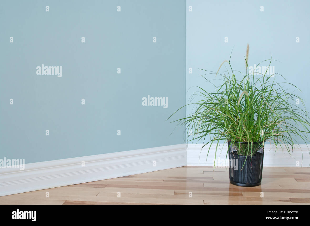 Green grass plant decorating a room Stock Photo - Alamy
