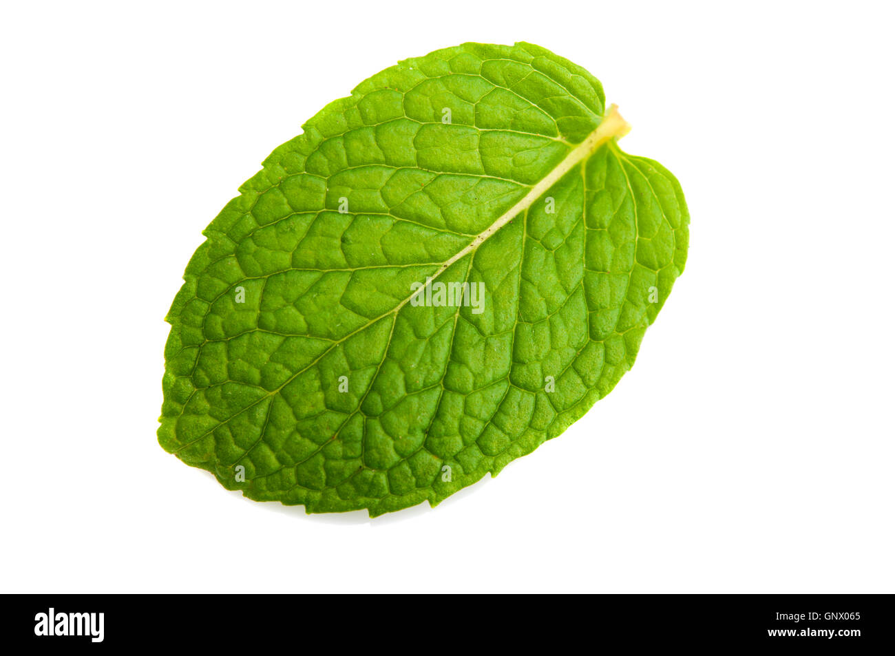 Isolated macro of fresh mint leaf Stock Photo - Alamy