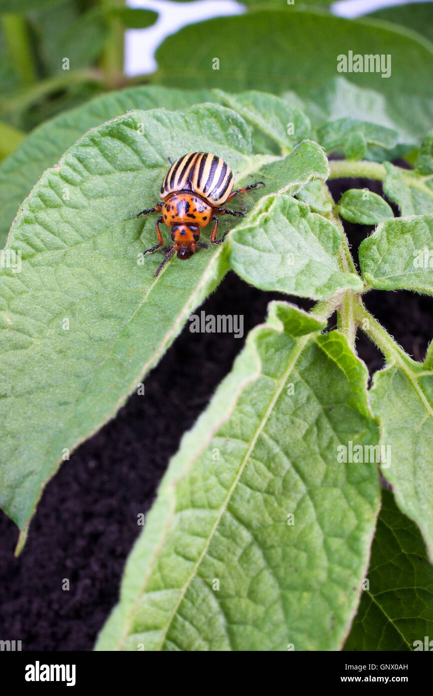 Colorado potato beetle Stock Photo - Alamy