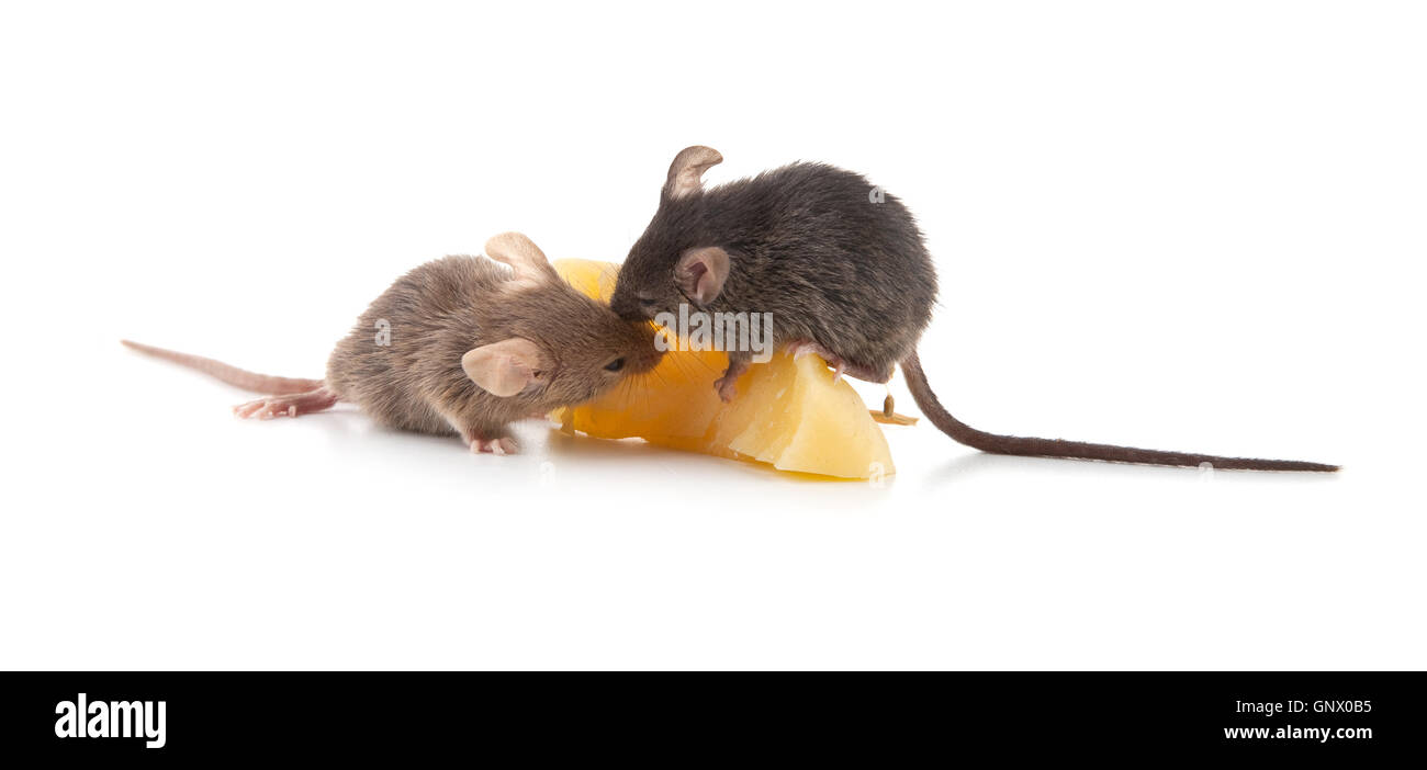 Mouse and cheese Stock Photo - Alamy