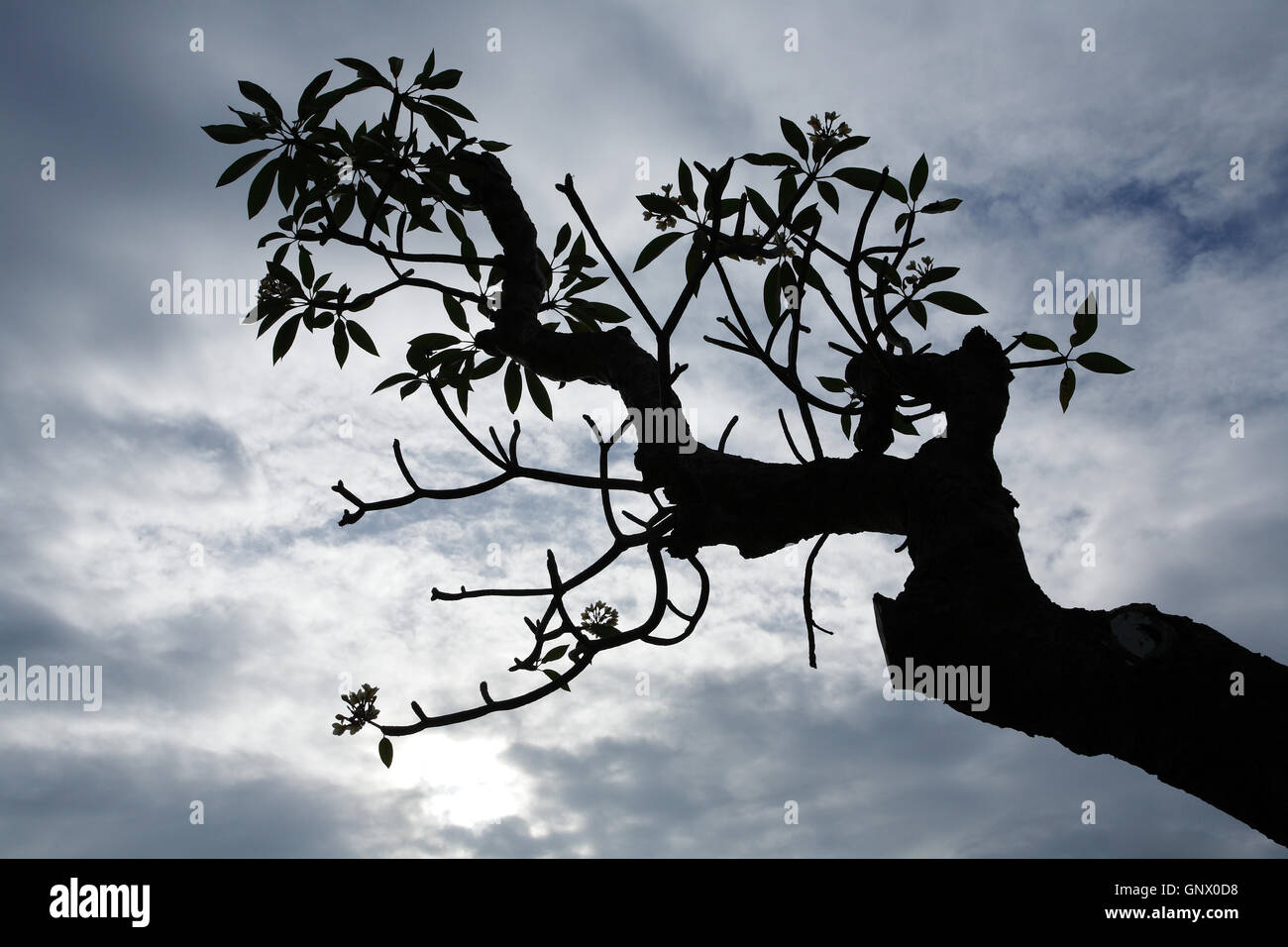 Frangipani silhouette hi-res stock photography and images - Alamy