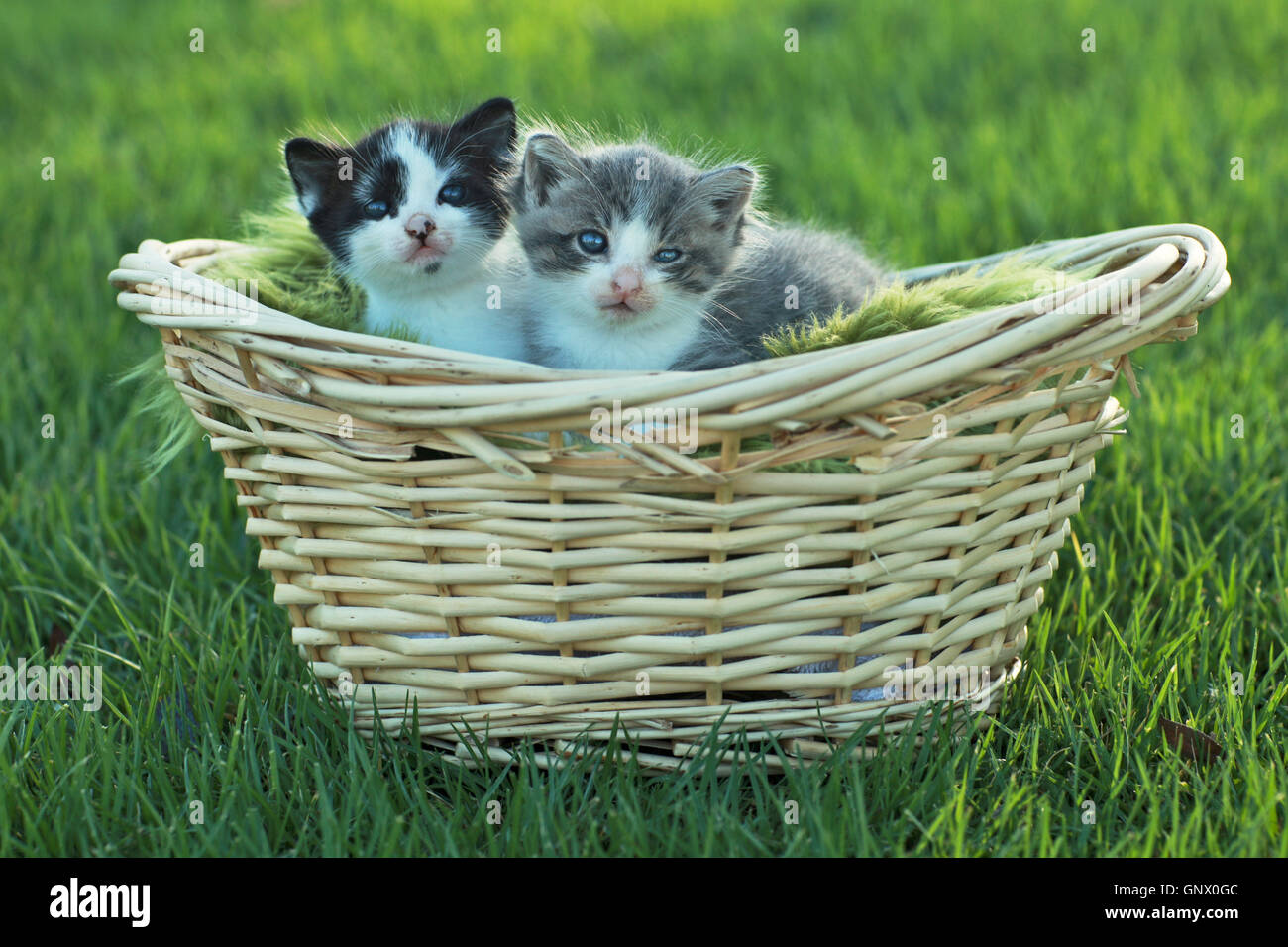 Kittens Outdoors in Natural Light Stock Photo - Alamy
