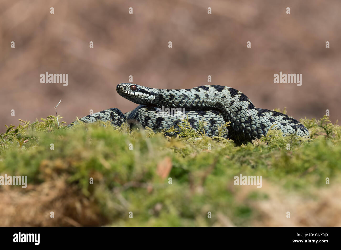 European adder snake hi-res stock photography and images - Alamy