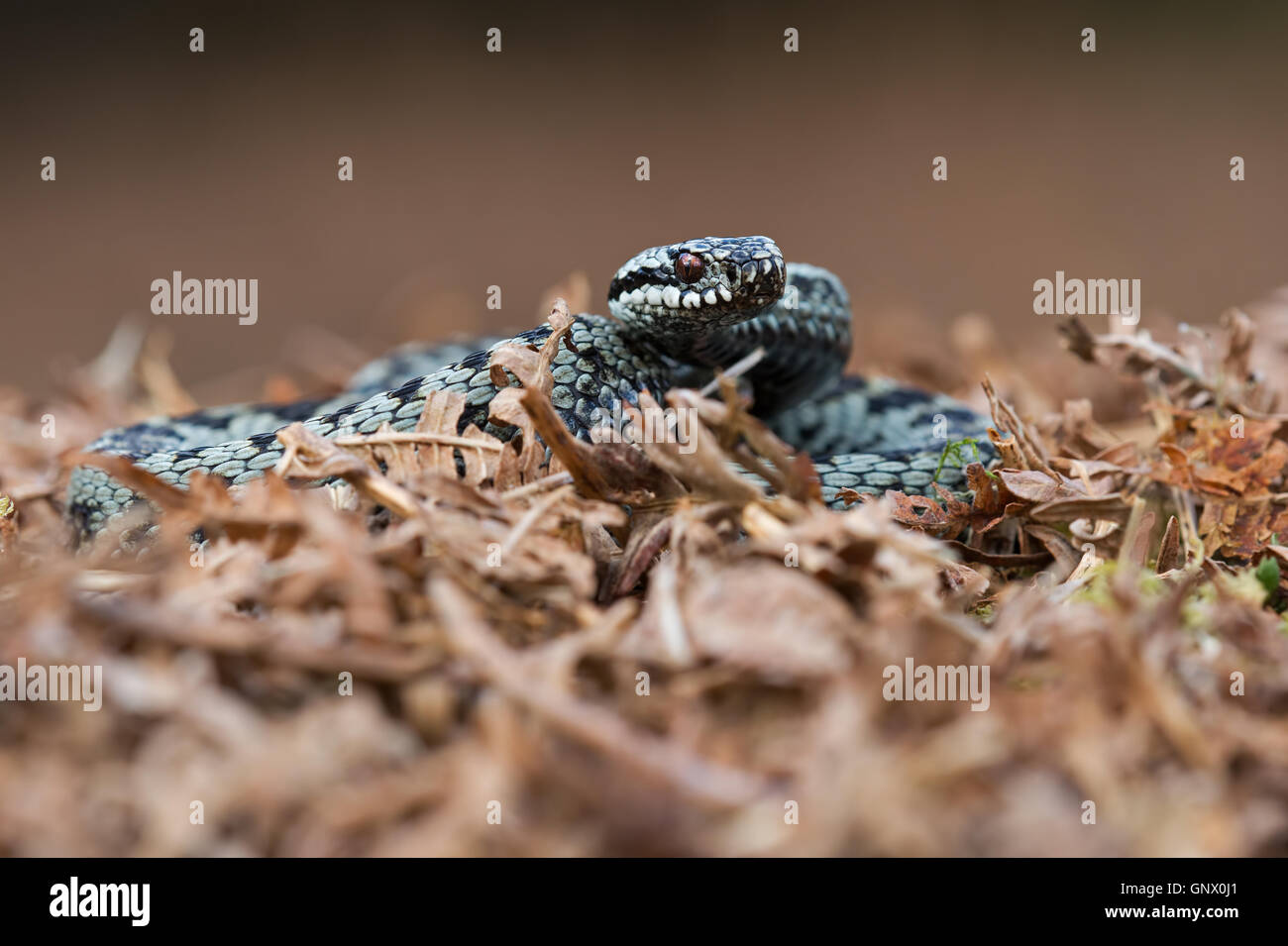 Adder (Vipera Berus Stock Photo - Alamy