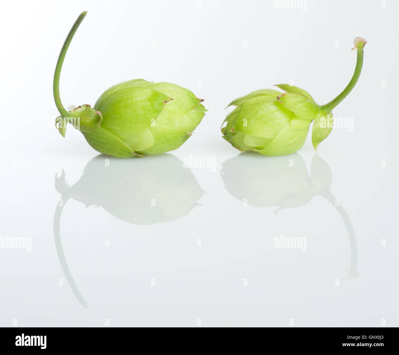 Hops on a white background Stock Photo - Alamy