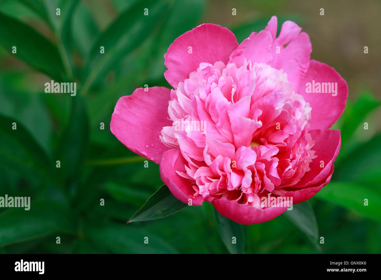 Single peony hi-res stock photography and images - Alamy