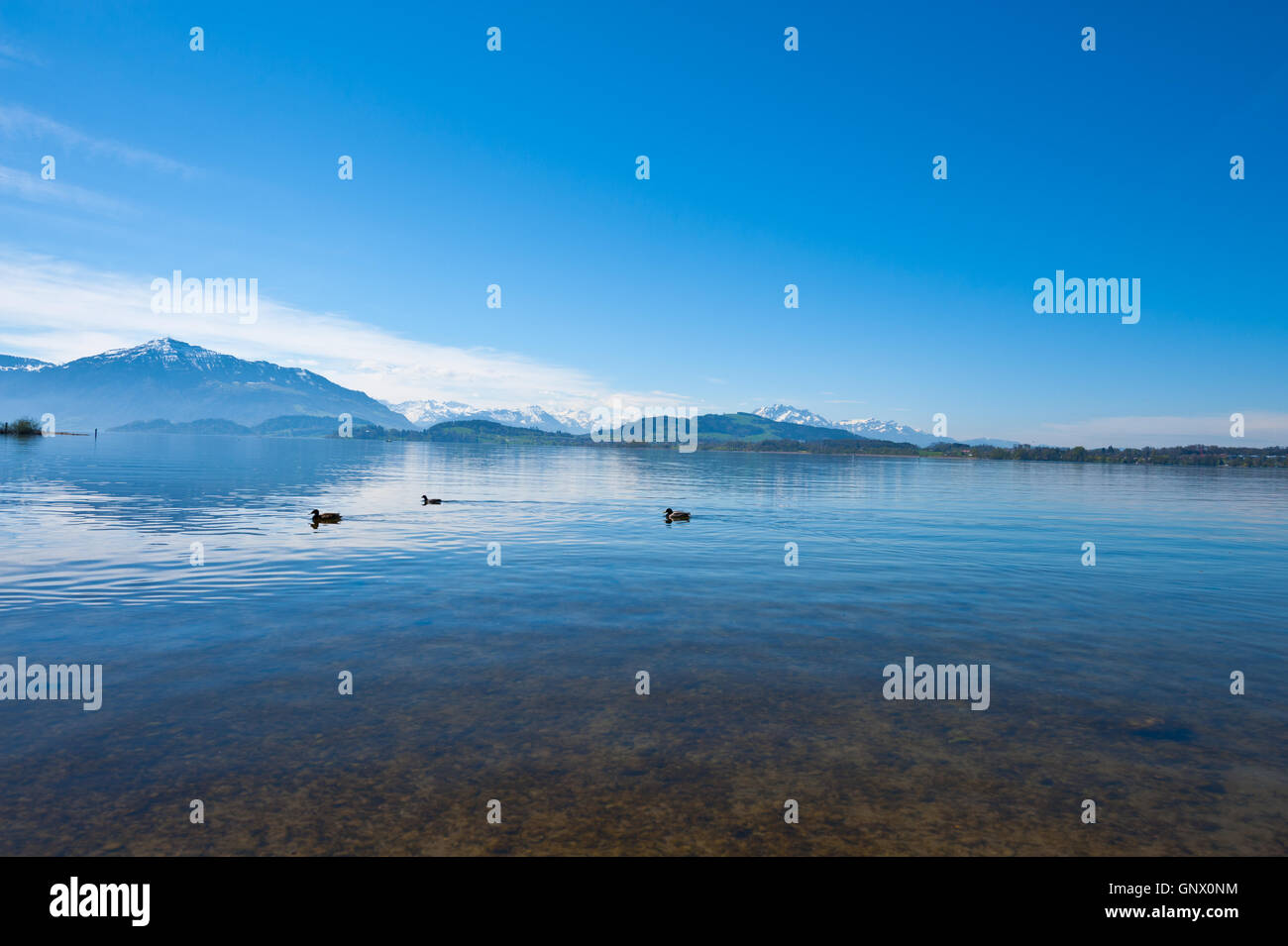 Ducks bottom hi-res stock photography and images - Alamy