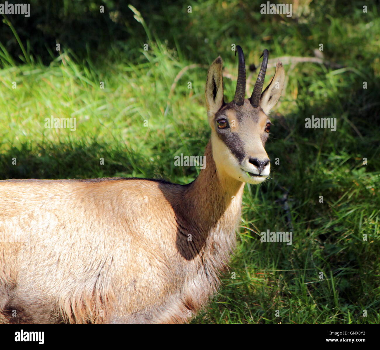 Chamois hoof hi-res stock photography and images - Alamy