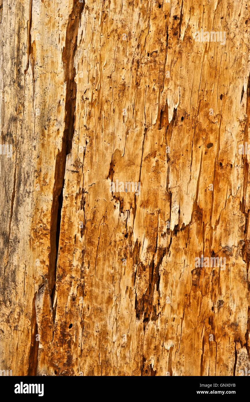 Tree Trunk Surface Without Bark Stock Photo - Alamy