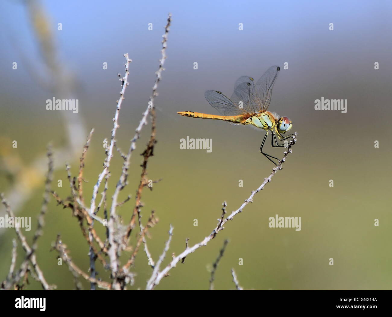 Dragonfly in nature Stock Photo - Alamy