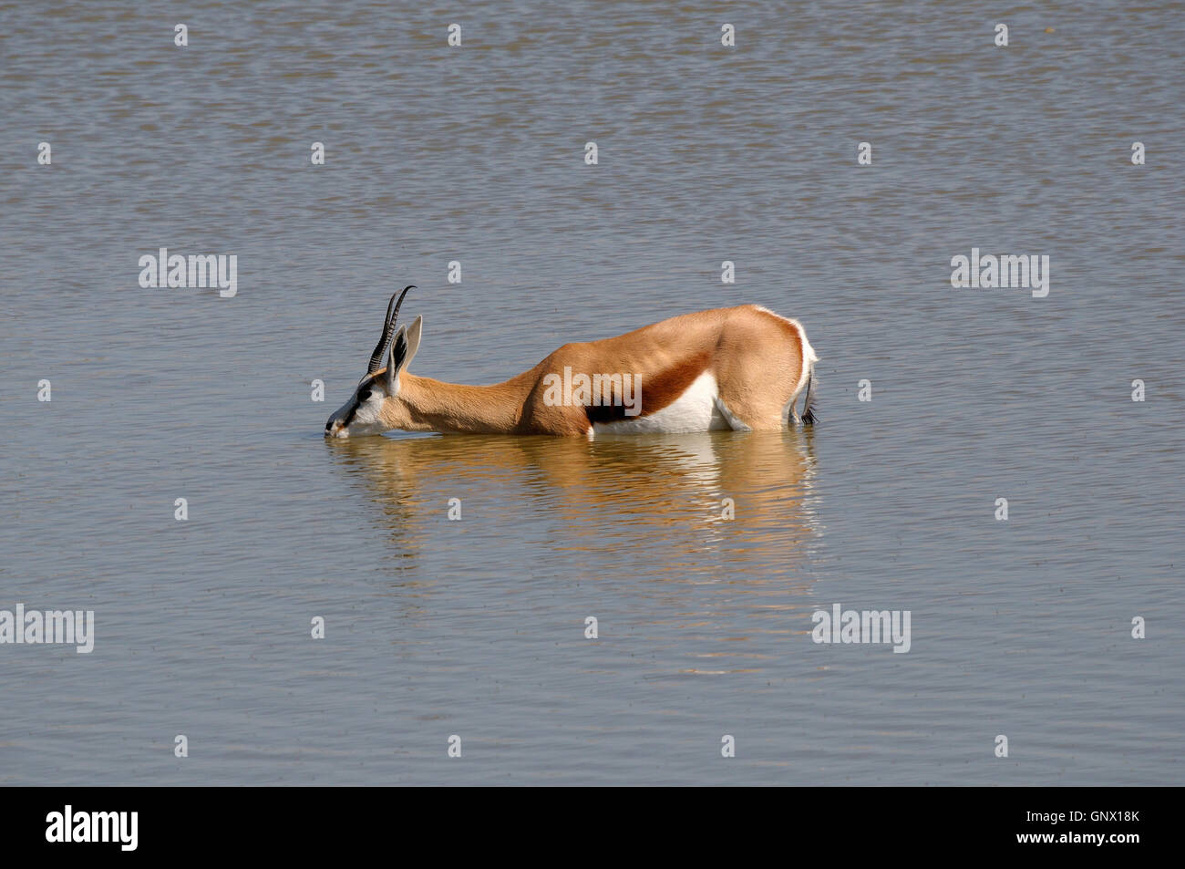 Springbok in the water Stock Photo - Alamy