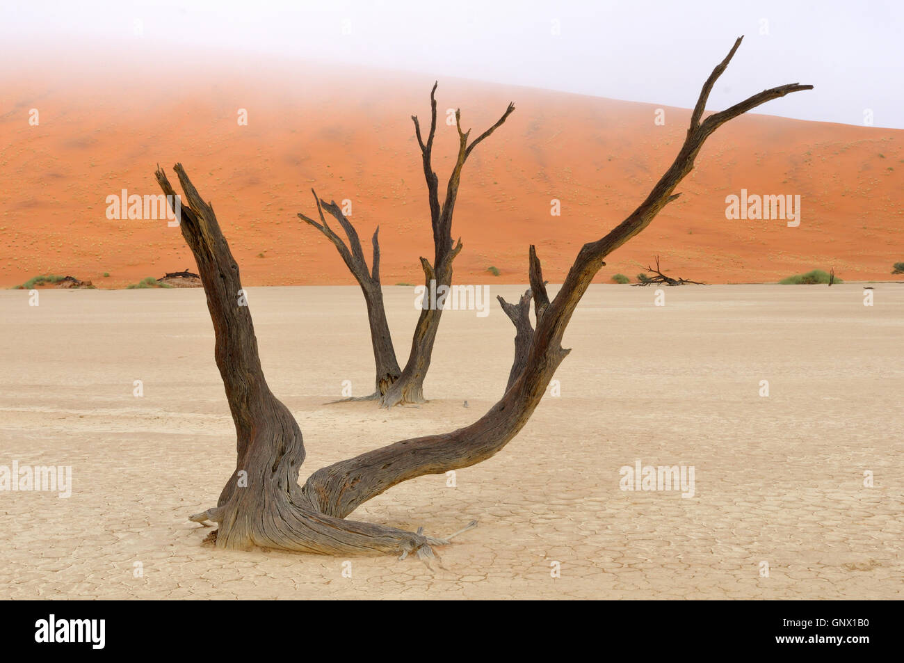 Tree skeletons, Deadvlei, Namibia Stock Photo - Alamy