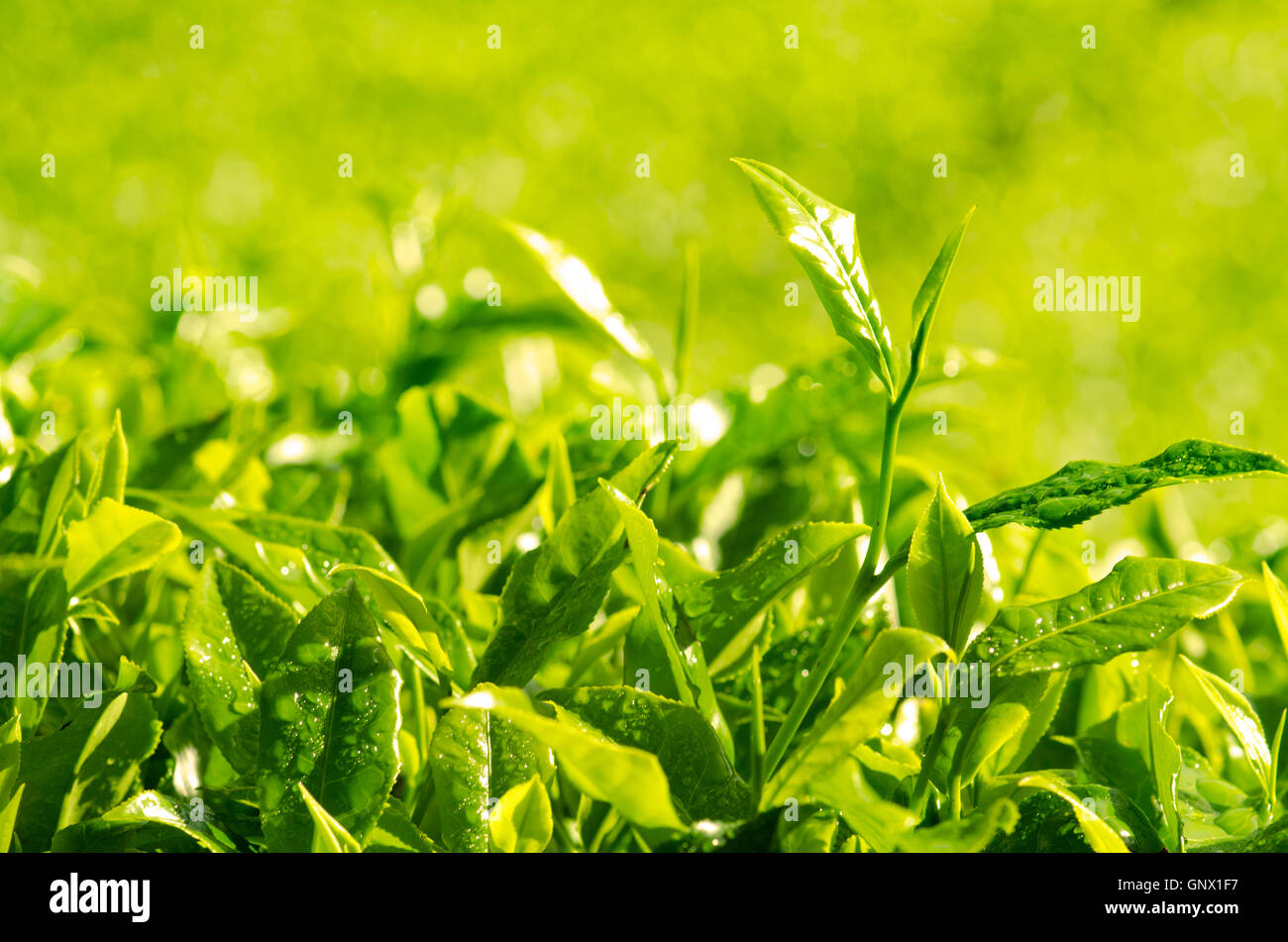 morning shot of tea leaf with ray of lights background Stock Photo - Alamy